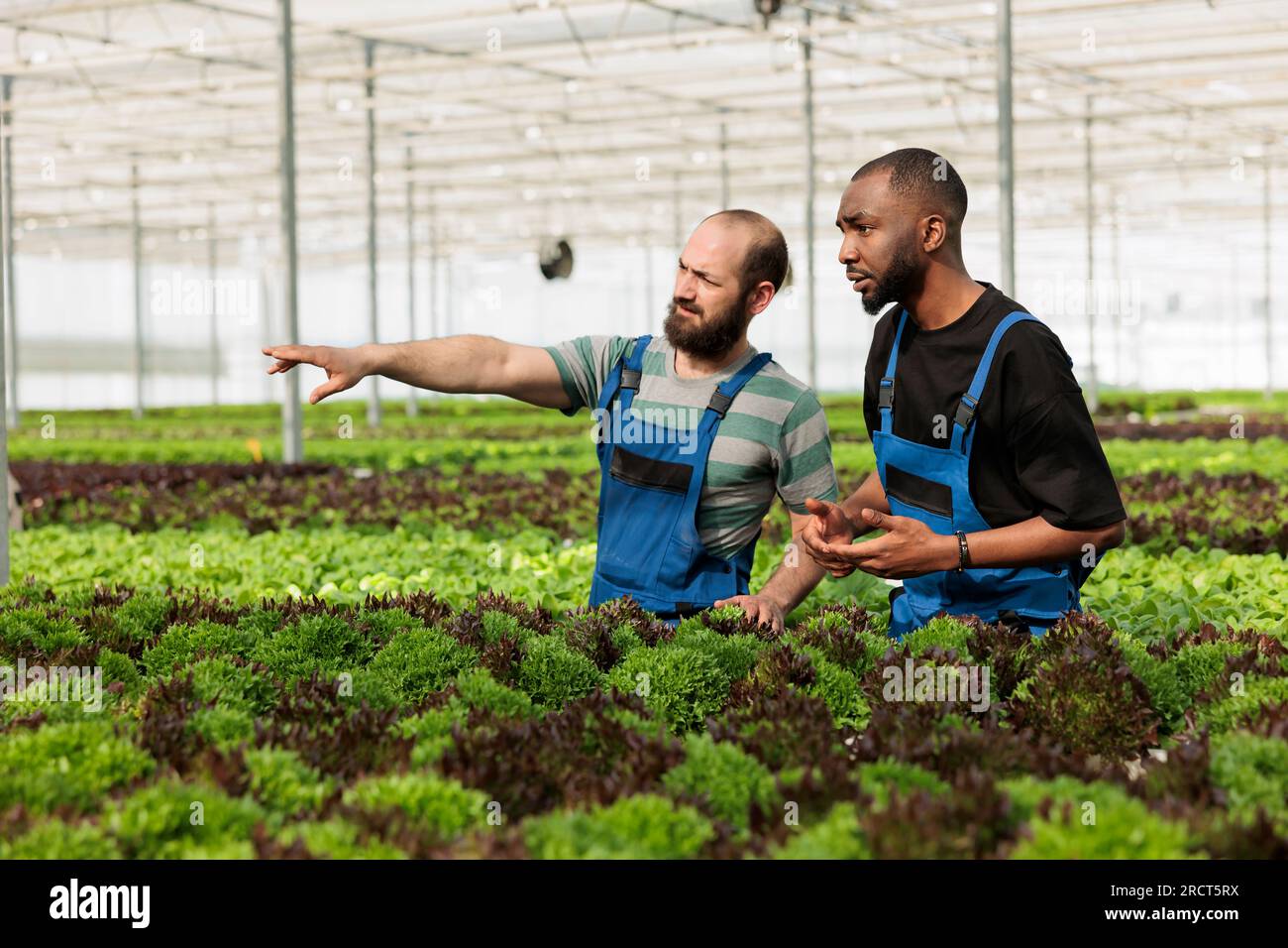 Teamworking farm workers consulting each other in sustainable local ...