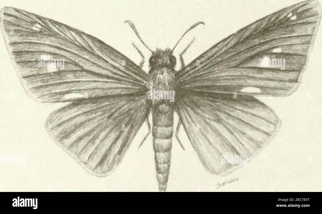 The wandering skipper Stock Photo - Alamy