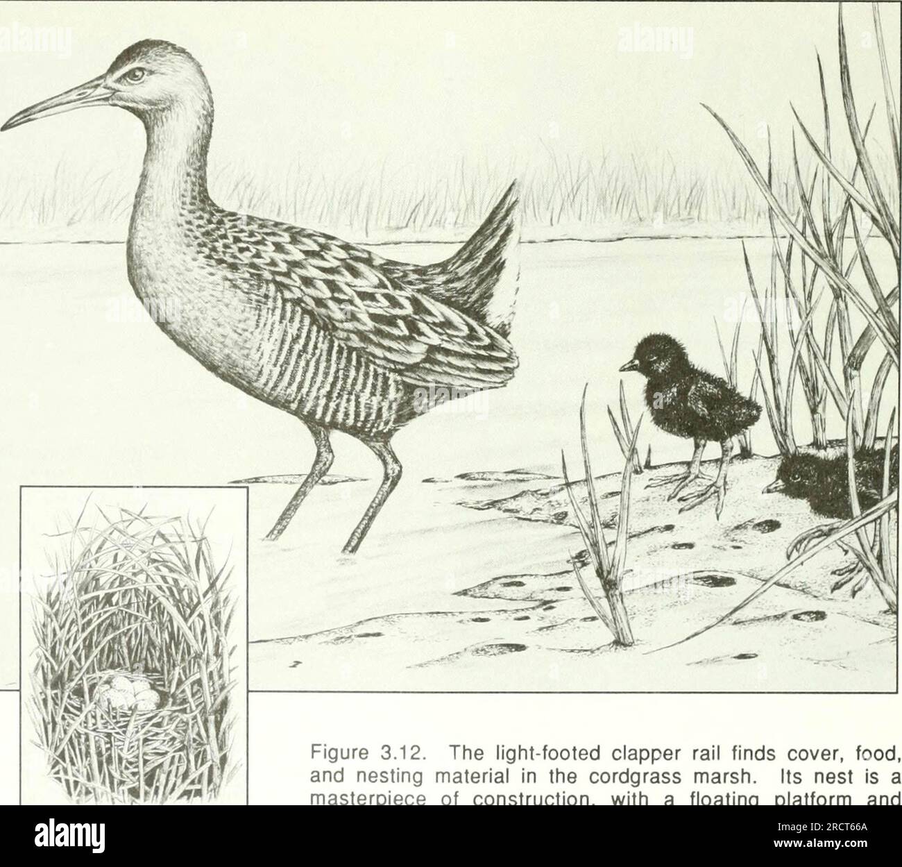 The light-footed clapper rail Stock Photo - Alamy