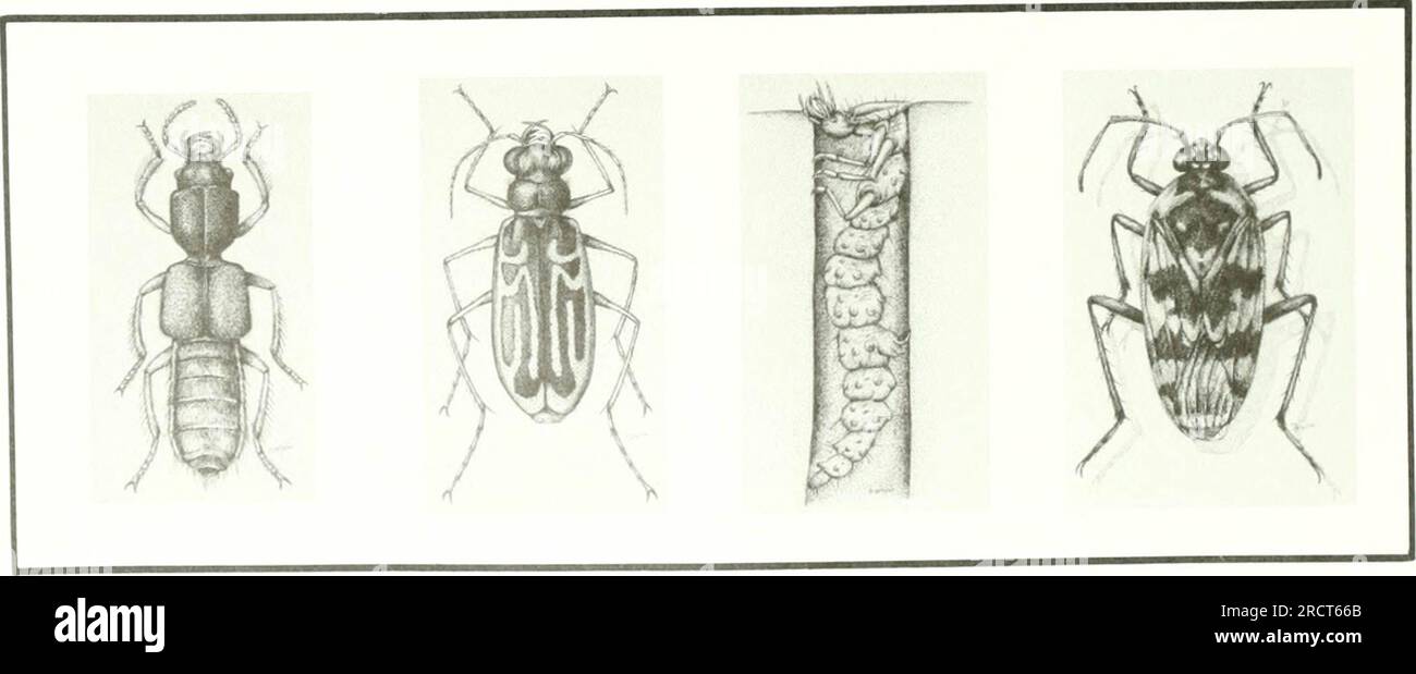 Salt panne insects hi-res stock photography and images - Alamy