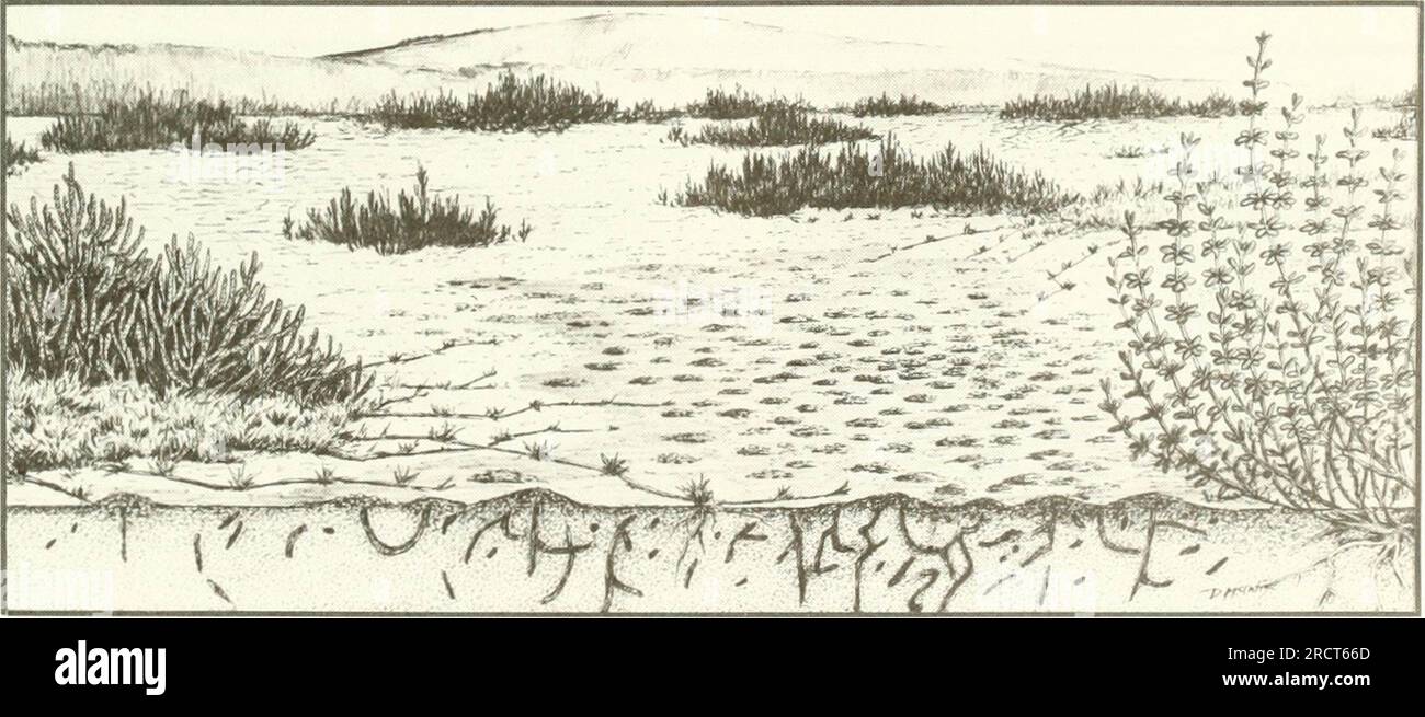 Salt pannes trap hi-res stock photography and images - Alamy