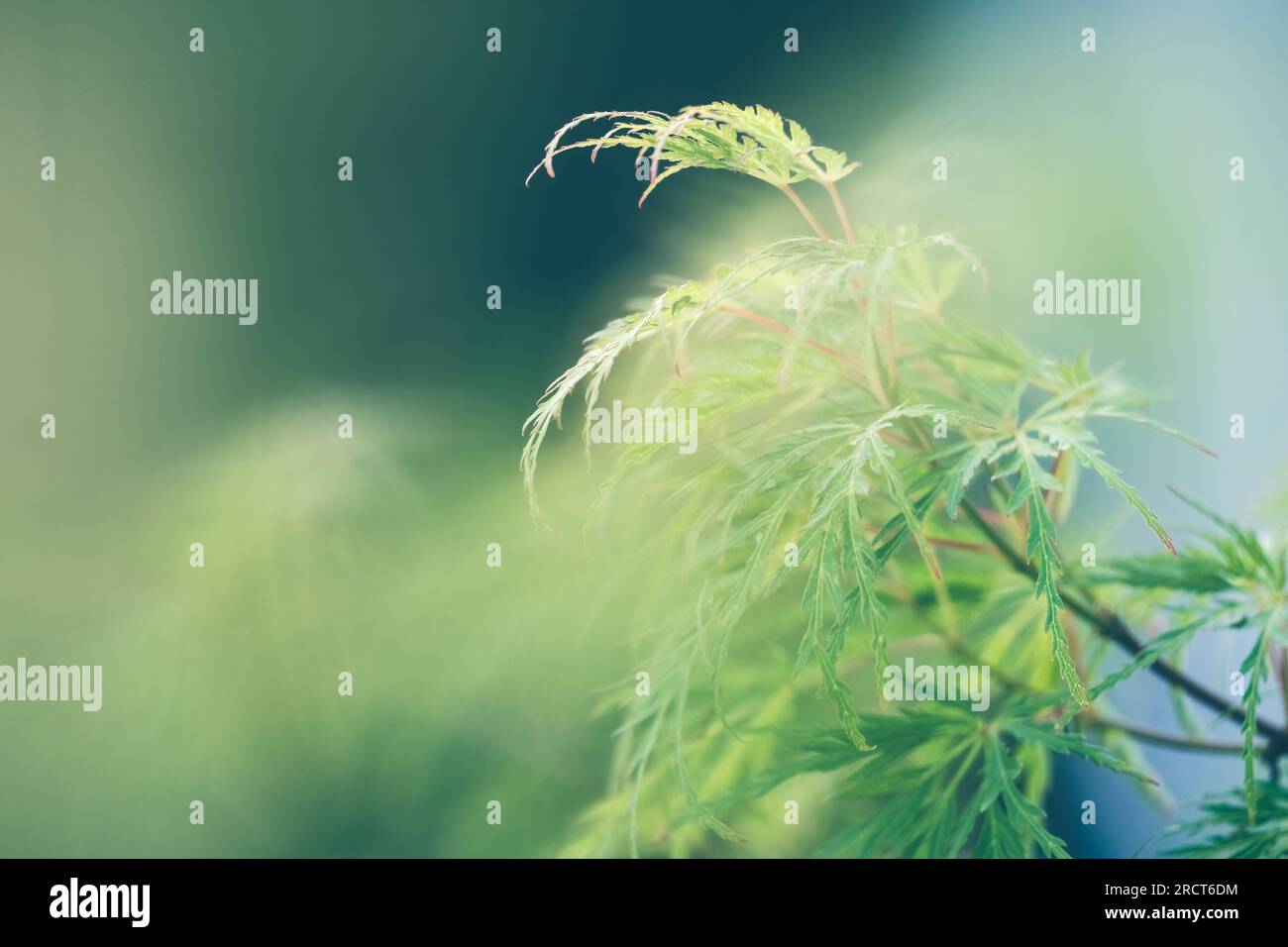 Green leaves with jagged edges of Japanese maple (Acer japonicum, Full ...