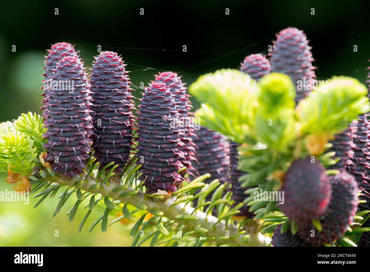 Abies Cones, Abies koreana "Pancake" Korean Fir cones Stock Photo - Alamy