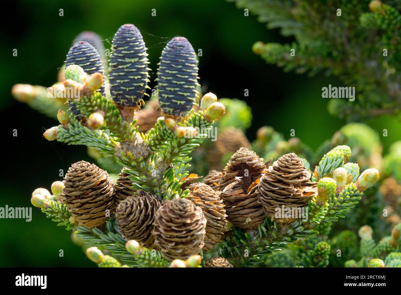 Cones, Abies nordmanniana "Münsterland", Abies Tree, Branch Stock Photo ...
