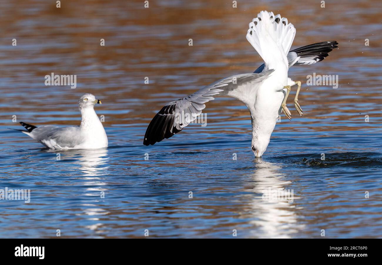 A Ring-billed Gull taking an acrobatic head first dive into the water ...