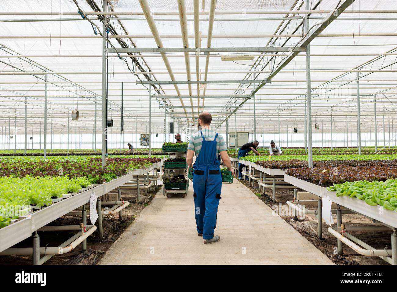 Horticulture group of farm workers growing eco friendly bio pesticide ...