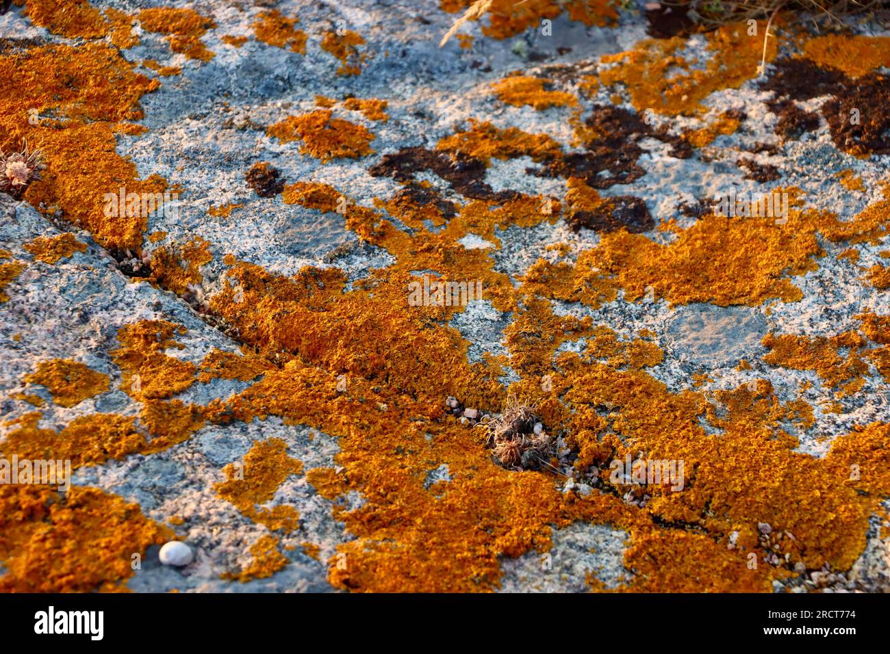 Yellow moss growing on cliff in Fjällbacka archipelago on the western ...