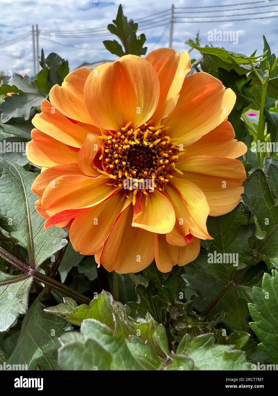 Orange dahlia grows in the garden Stock Photo - Alamy