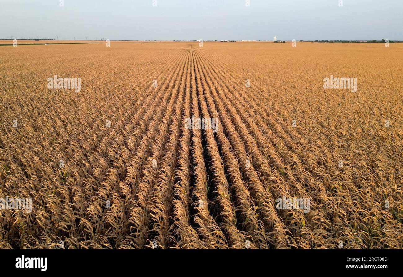 July 11, 2023: A drought-stricken field of corn struggles in 107-degree ...