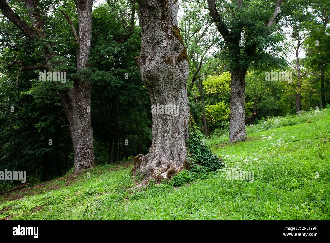 Summer in eastern europe forest Stock Photo - Alamy