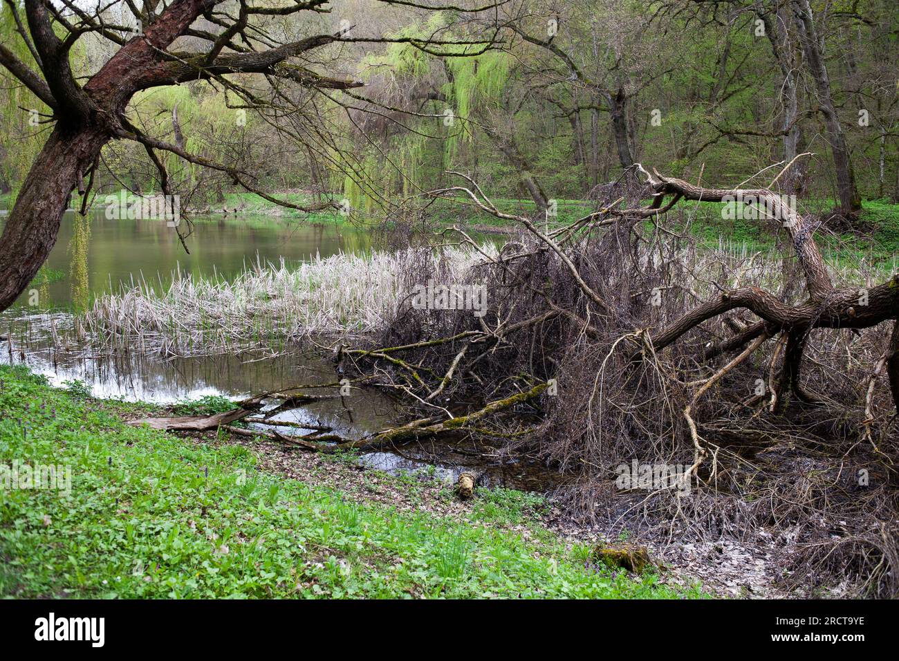 fallen tree in the spring forest Stock Photo - Alamy