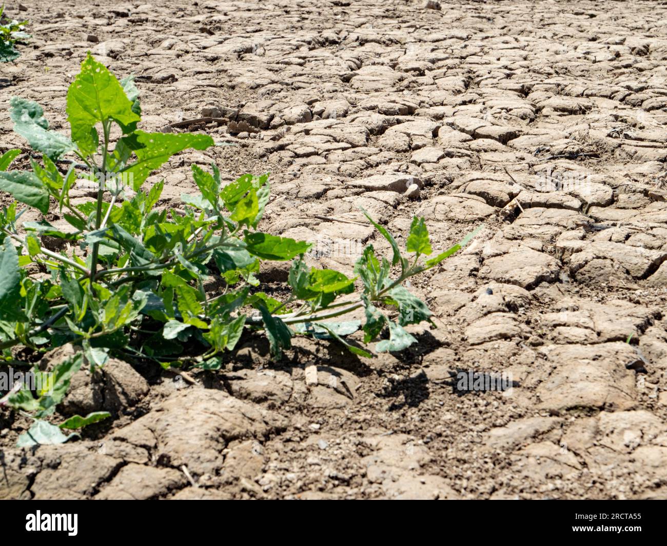 Big area of cracked soil caused by long draught. Green plant sprouting ...
