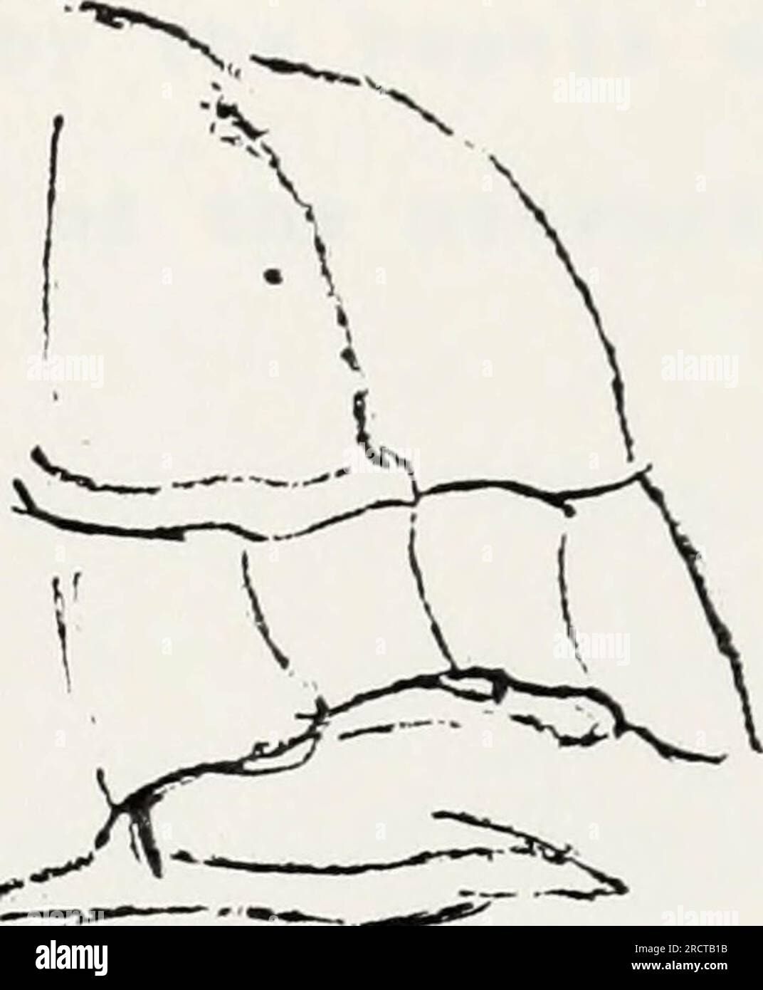 "Ecology of a population of desert tortoises, Gopherus agassizi, in ...