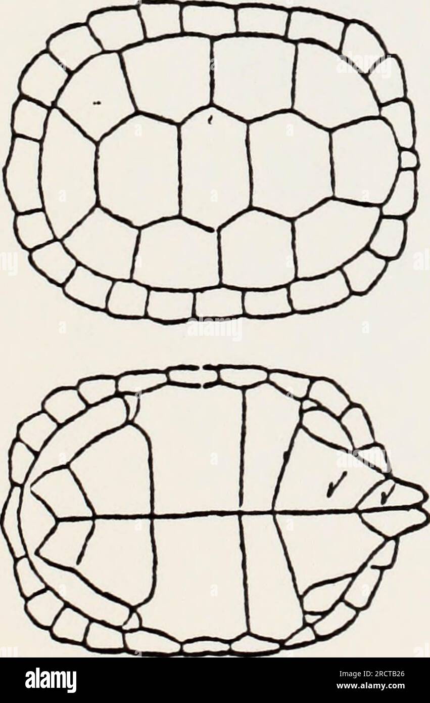 DESERT TORTOISE SHELL Stock Photo - Alamy