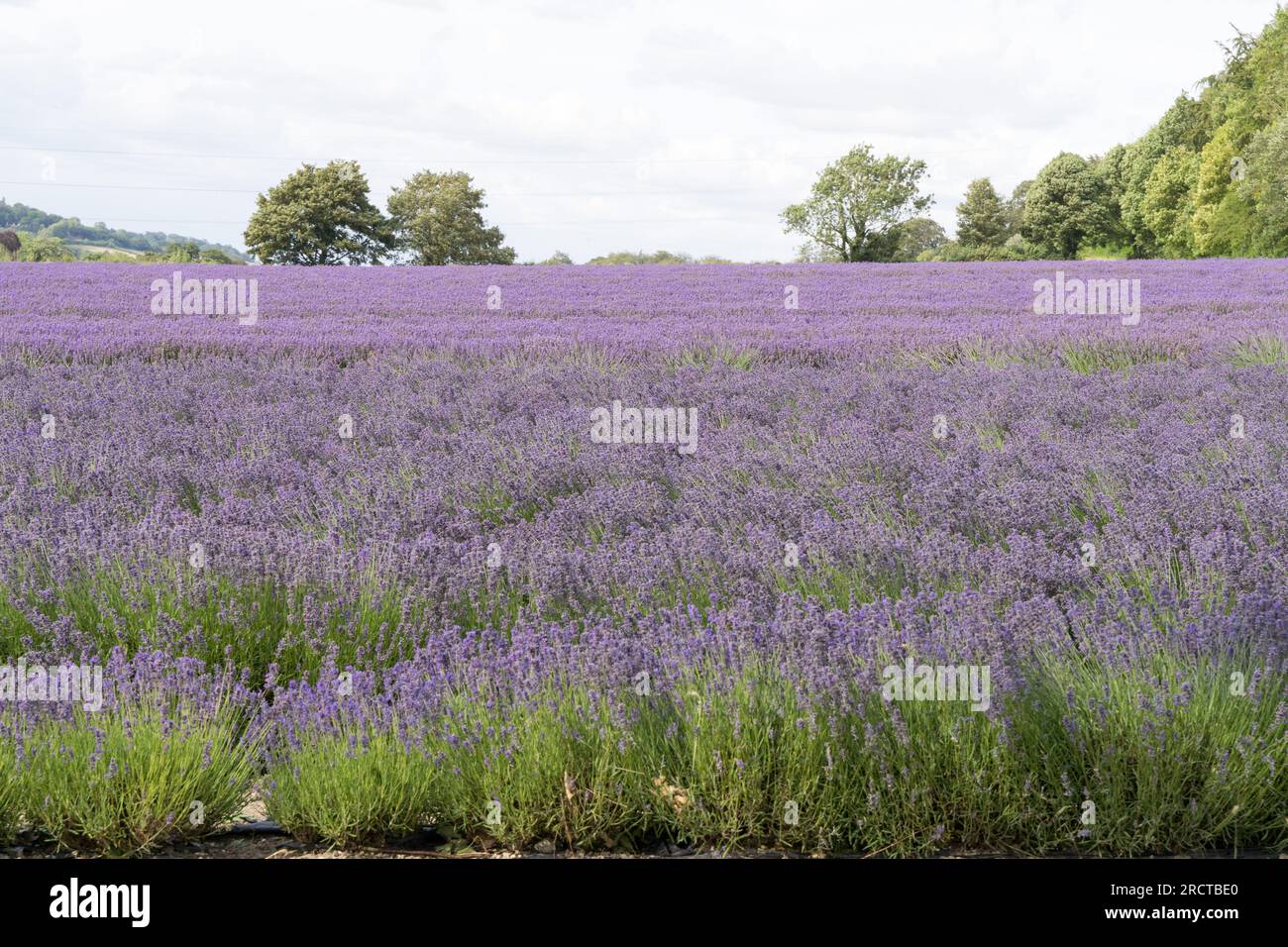 Kent UK. 16th July 2023. visitors are enjoying the captivating ...