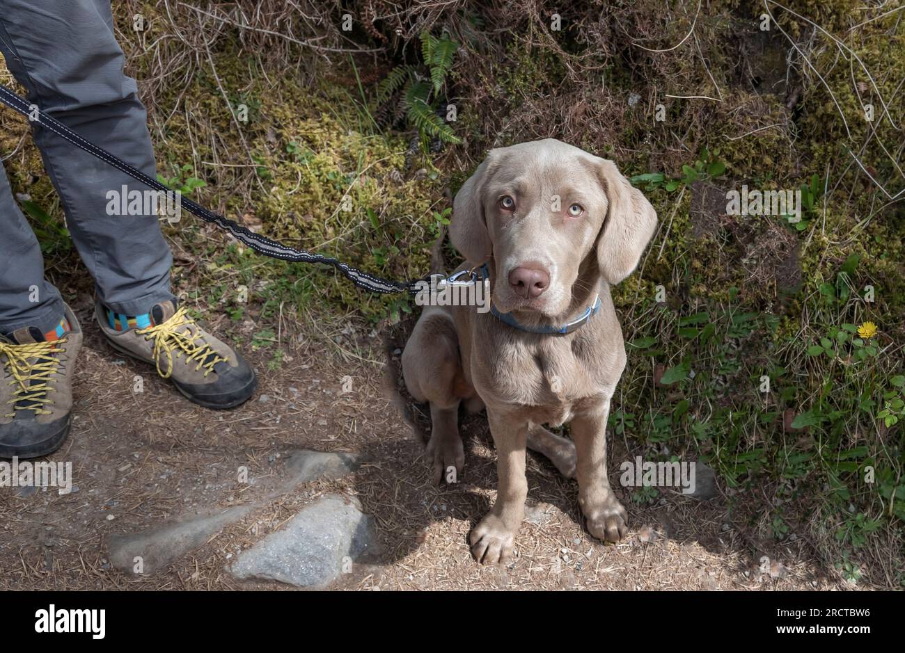 A well behaved silver labrador sitting down in some woodlands while out ...
