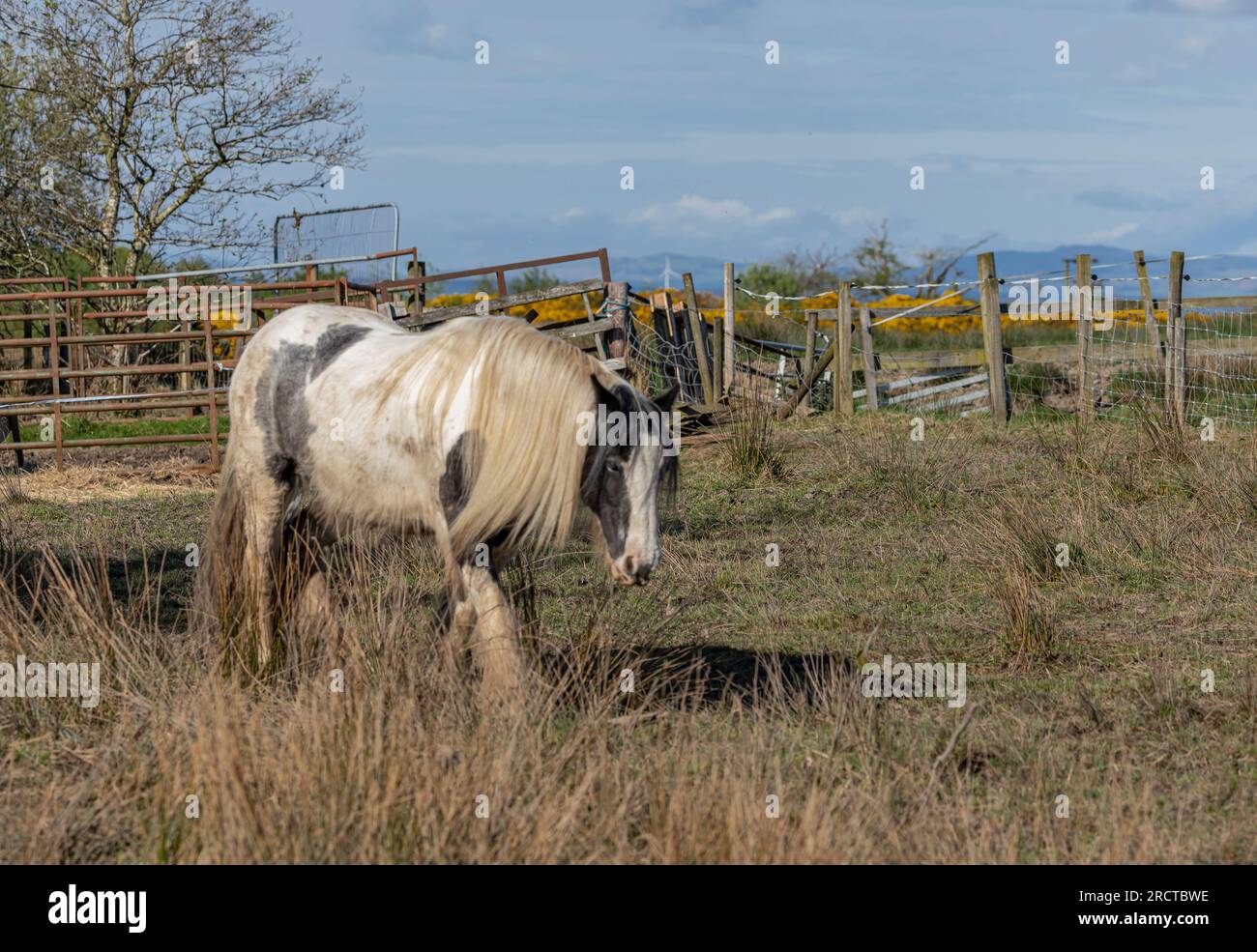 Black pony white background hi-res stock photography and images - Alamy