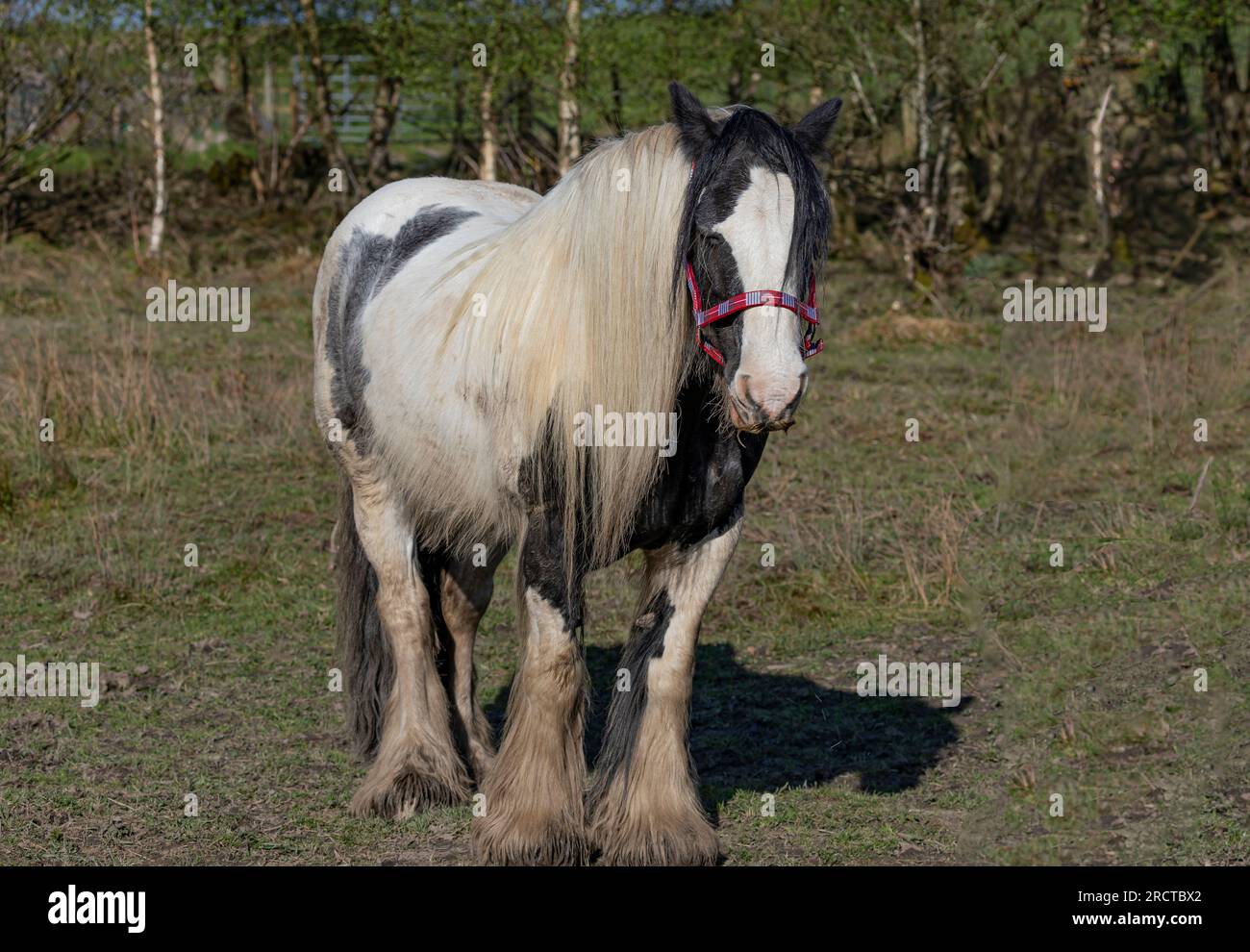 Black and white cob horse hi-res stock photography and images - Alamy