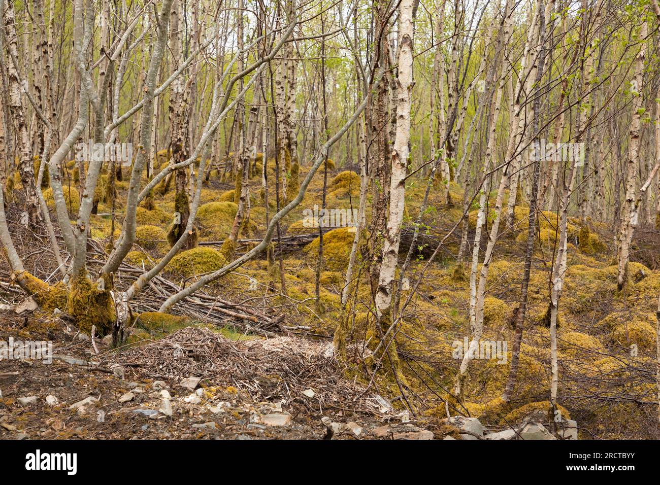 Woodland of silver birch trees with a mossy forest floor Stock Photo ...