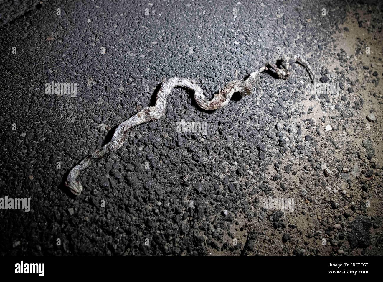 Taking dead snake hi-res stock photography and images - Alamy