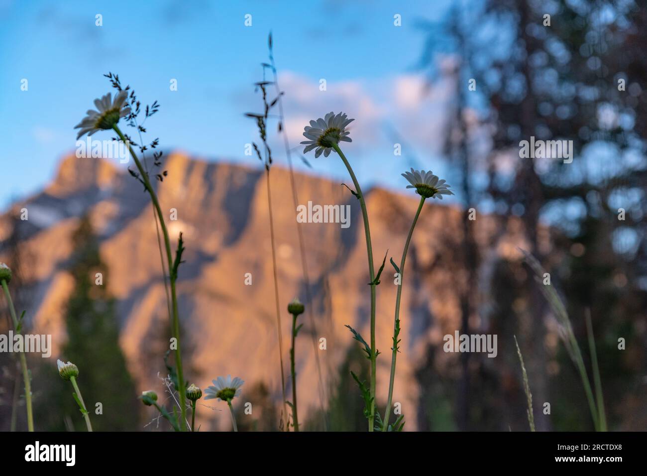 Sunset sky over Mount Rundle in Banff National Park during summer time ...