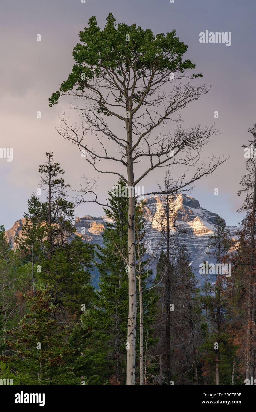 Sunset sky over Mount Rundle in Banff National Park during summer time ...