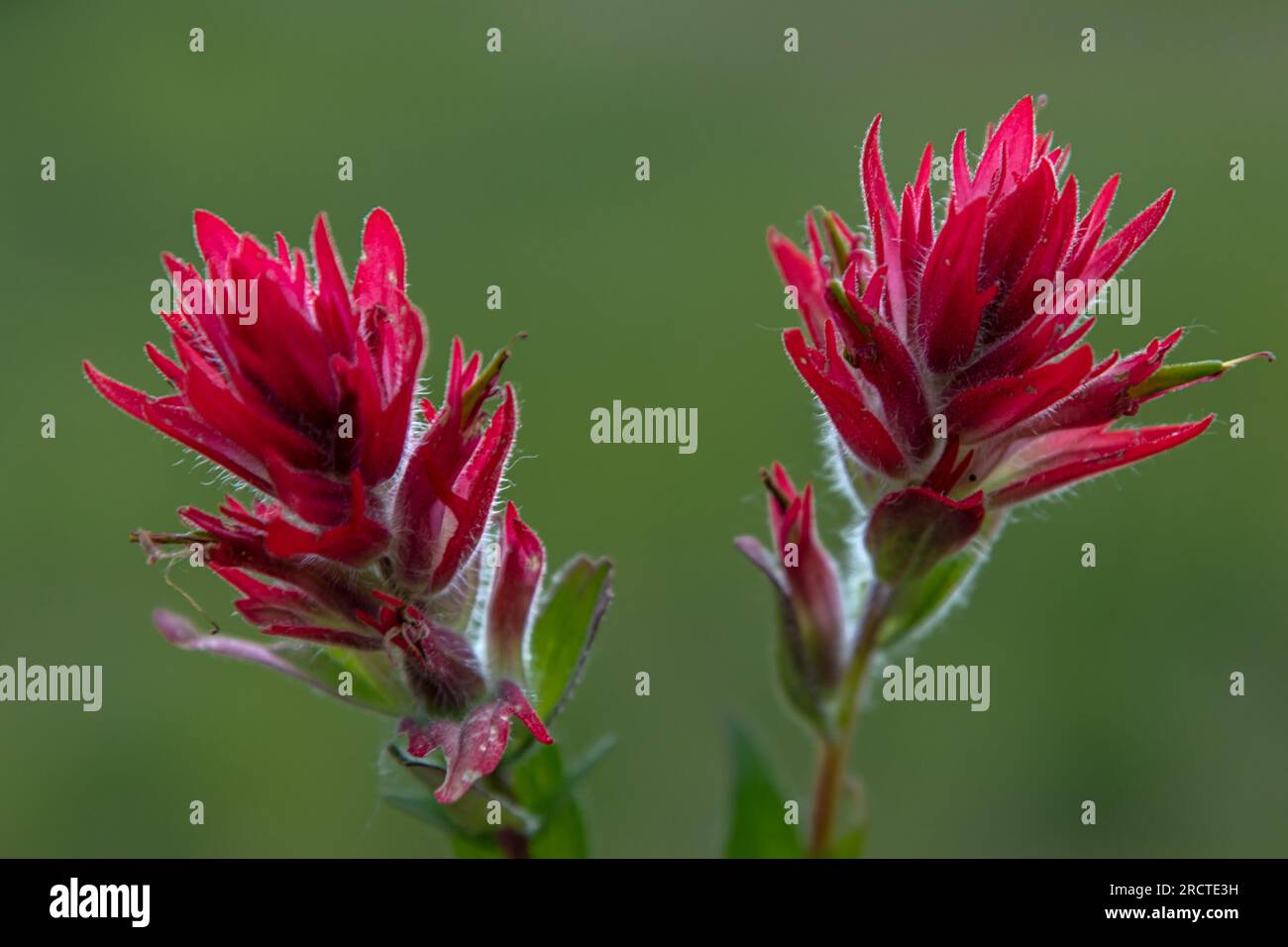 Castilleja, Indian Paintbrush, Prarie Fire flowers seen in Banff ...