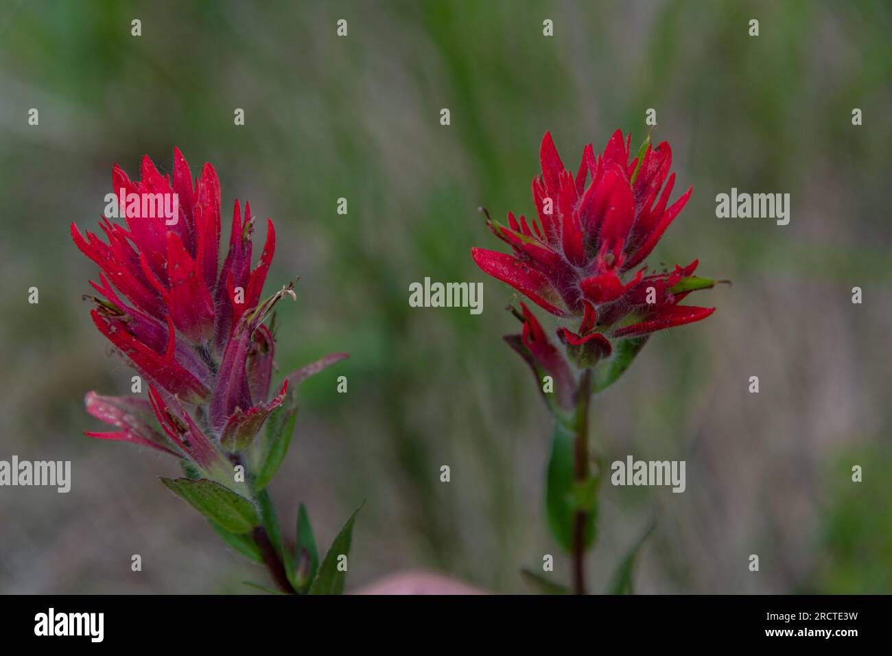 Castilleja, Indian Paintbrush, Prarie Fire flowers seen in Banff ...