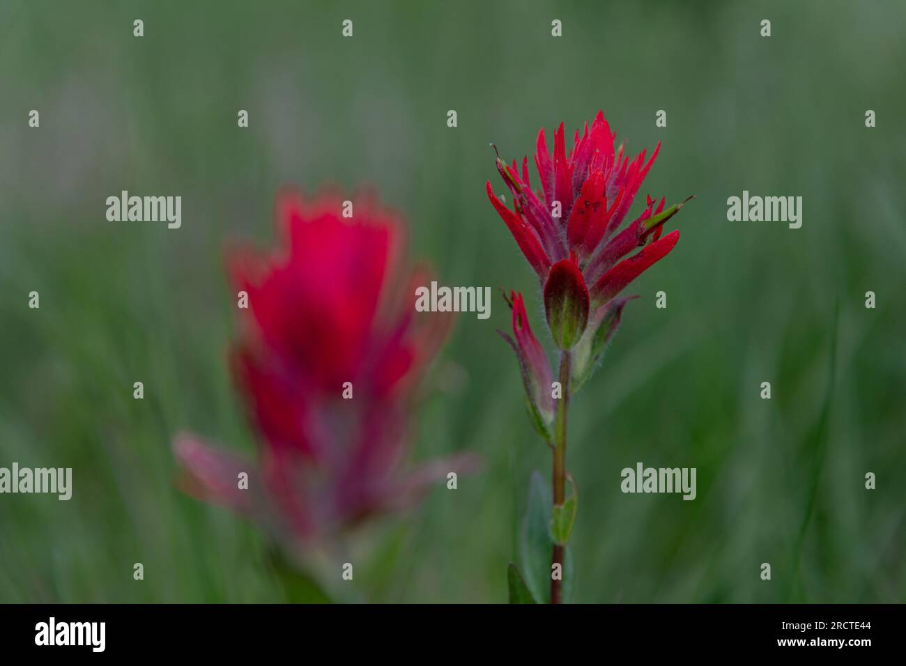 Banff national park flowers hi-res stock photography and images - Alamy