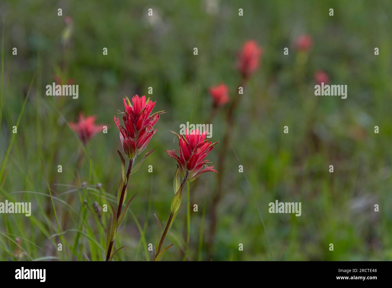 Banff national park flowers hi-res stock photography and images - Alamy
