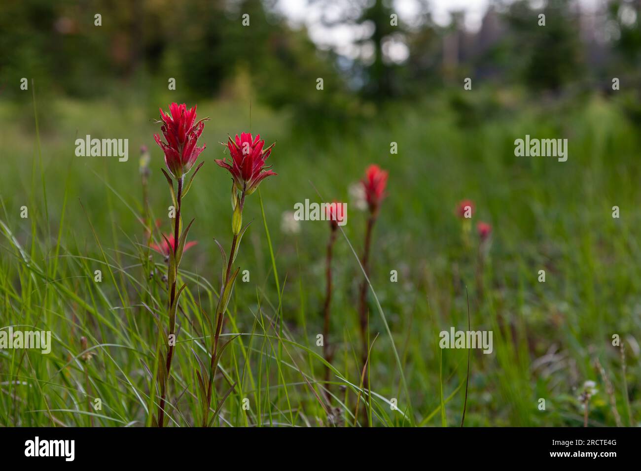 Castilleja, Indian Paintbrush, Prarie Fire flowers seen in Banff ...