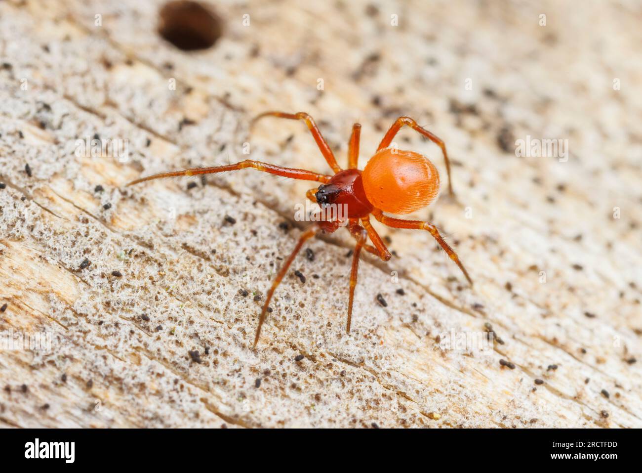 Dwarf Spider (Erigoninae Stock Photo - Alamy