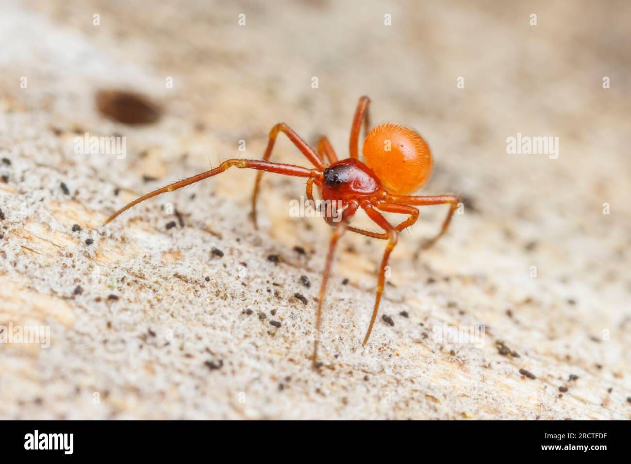 Dwarf Spider (Erigoninae Stock Photo - Alamy