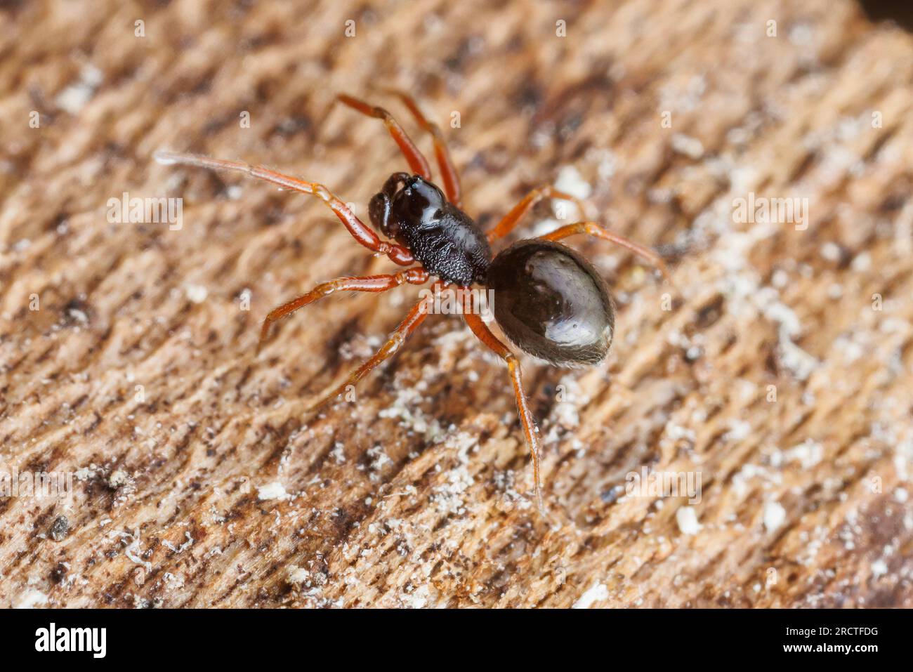 Black Dwarf Spider (Erigone sp Stock Photo - Alamy
