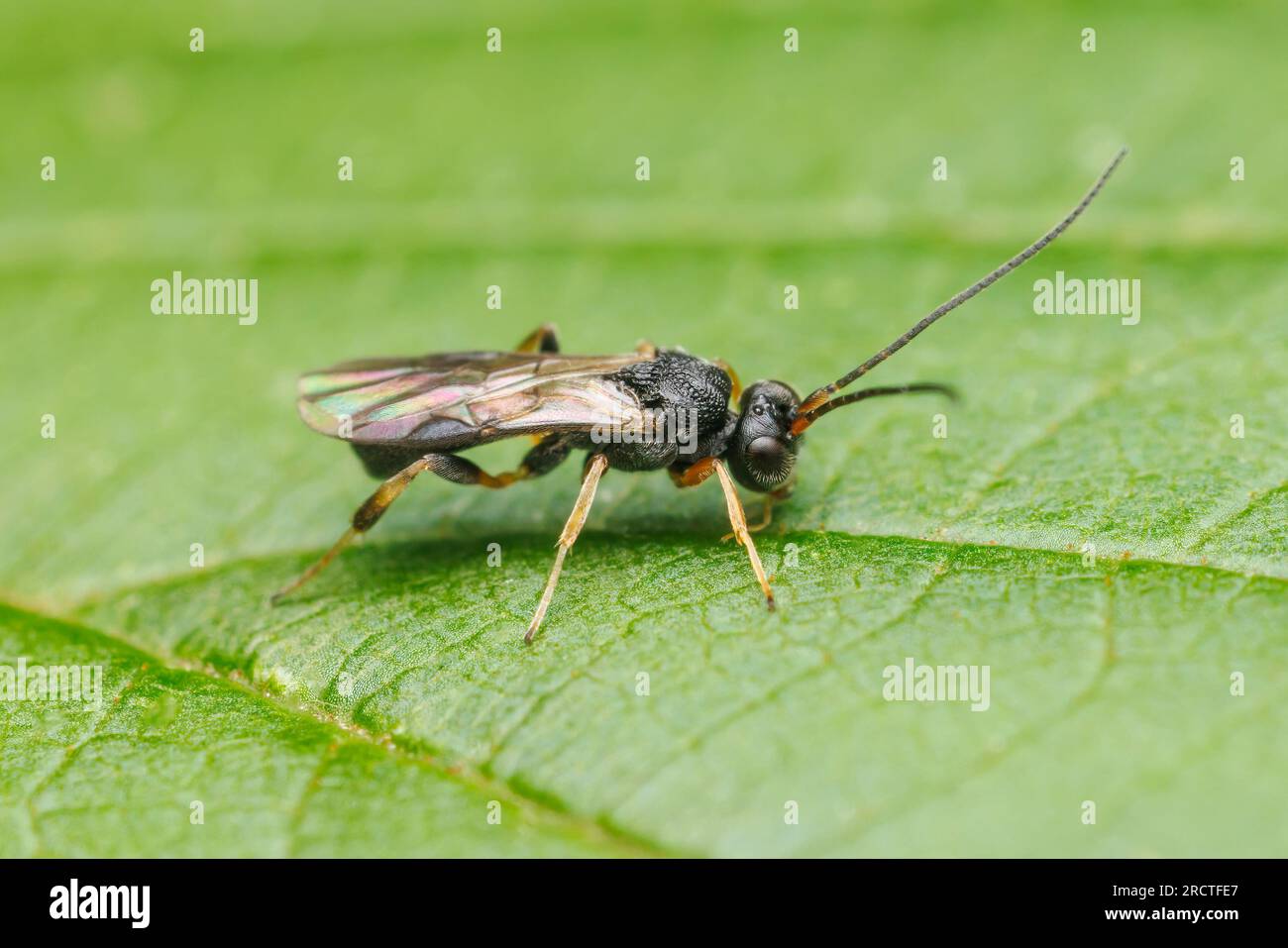 Braconid Wasp (Ascogaster sp Stock Photo - Alamy