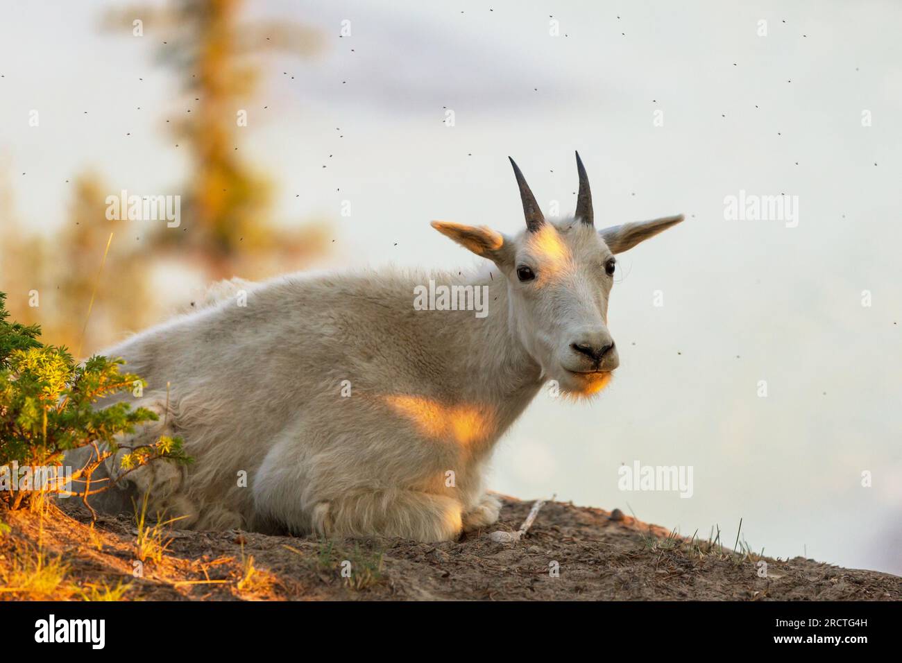 Wild Mountain Goat in Cascade mountains Stock Photo - Alamy