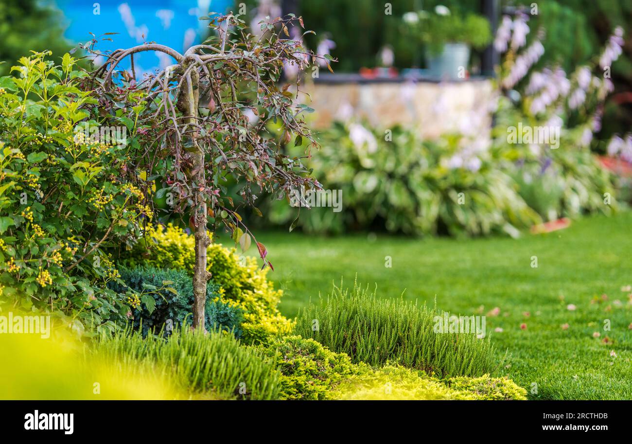 Residential Backyard Garden Plants During Summer Vegetation Stock Photo ...