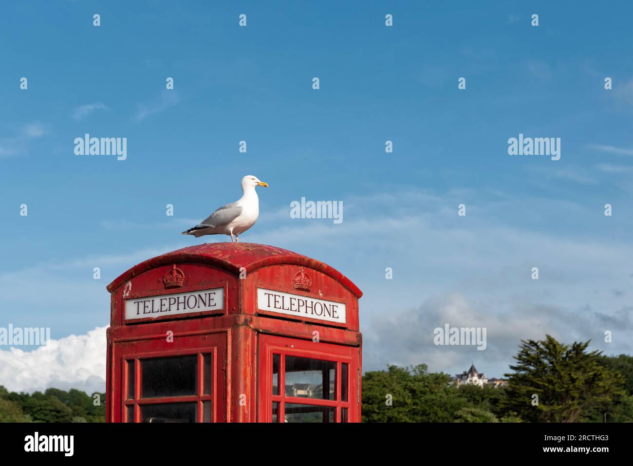 Seagull standing on top of red telephone box Stock Photo - Alamy