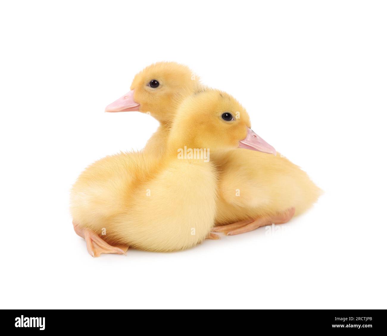 Baby animals. Cute fluffy ducklings on white background Stock Photo - Alamy