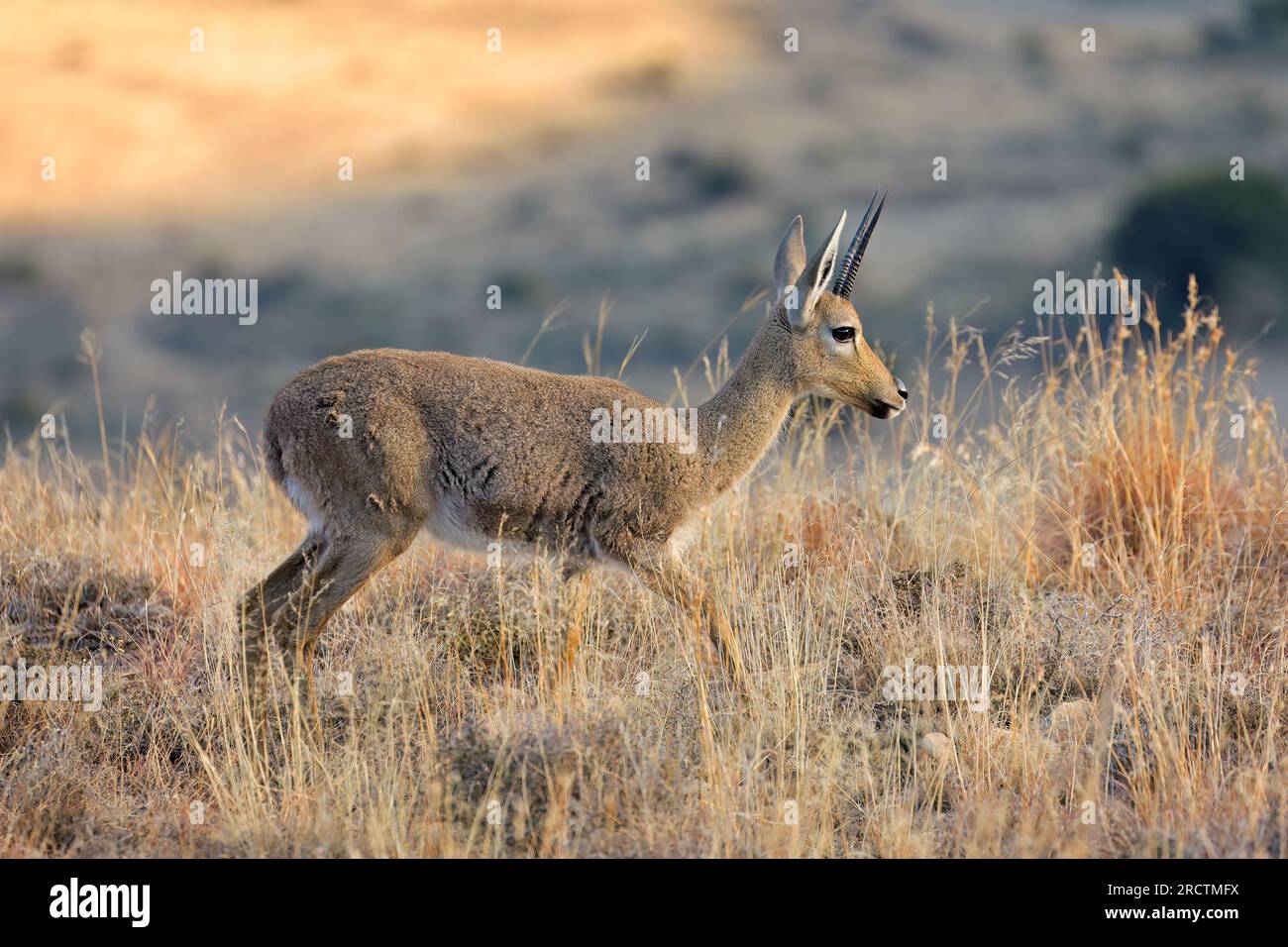 A grey rhebuck (Pelea capreolus) in natural habitat, Mountain Zebra ...