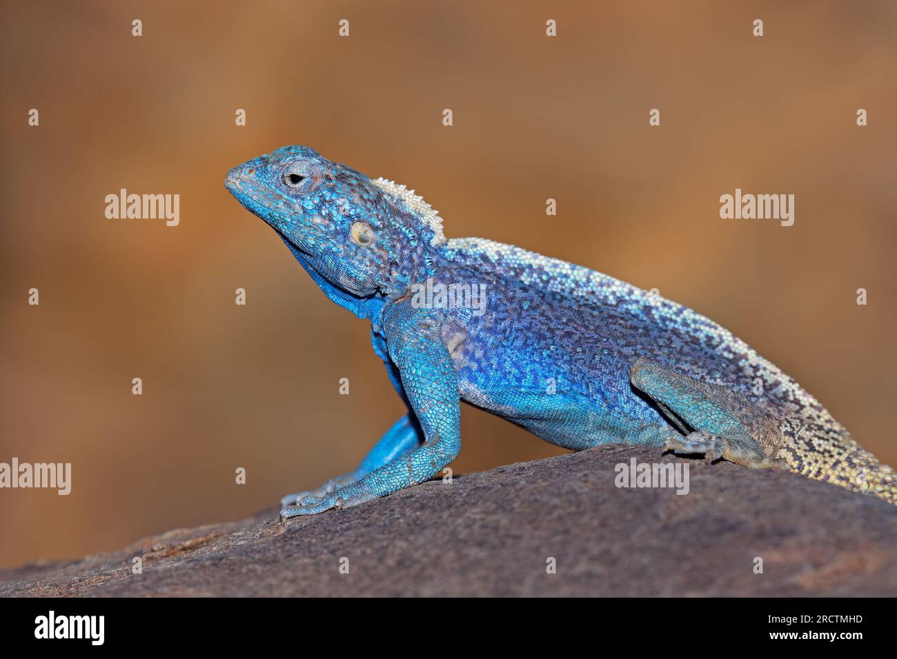 Male southern rock agama (Agama atra) in bright breeding colors ...