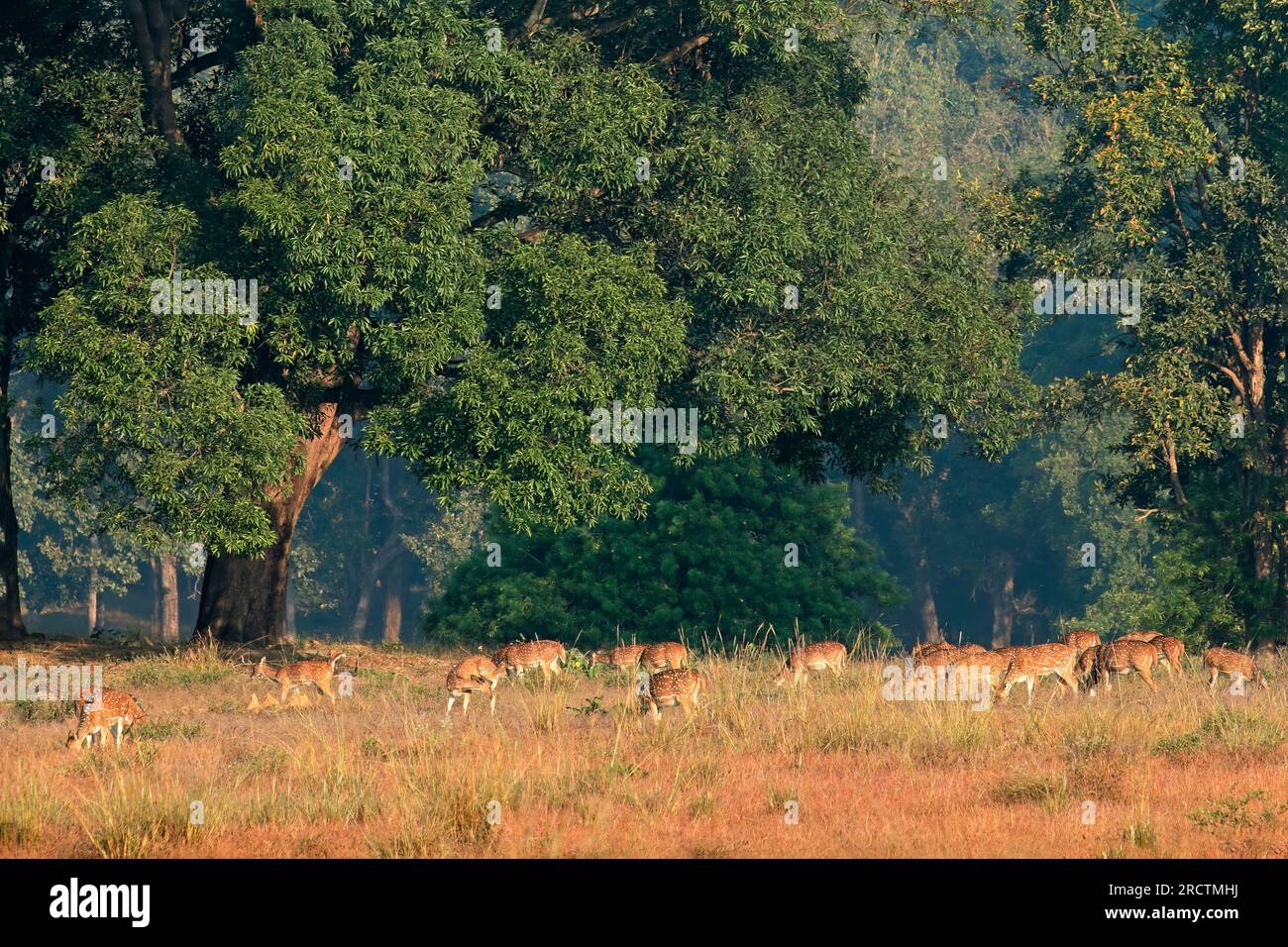 Herd of spotted deer or chital (Axis axis) feeding in natural habitat ...