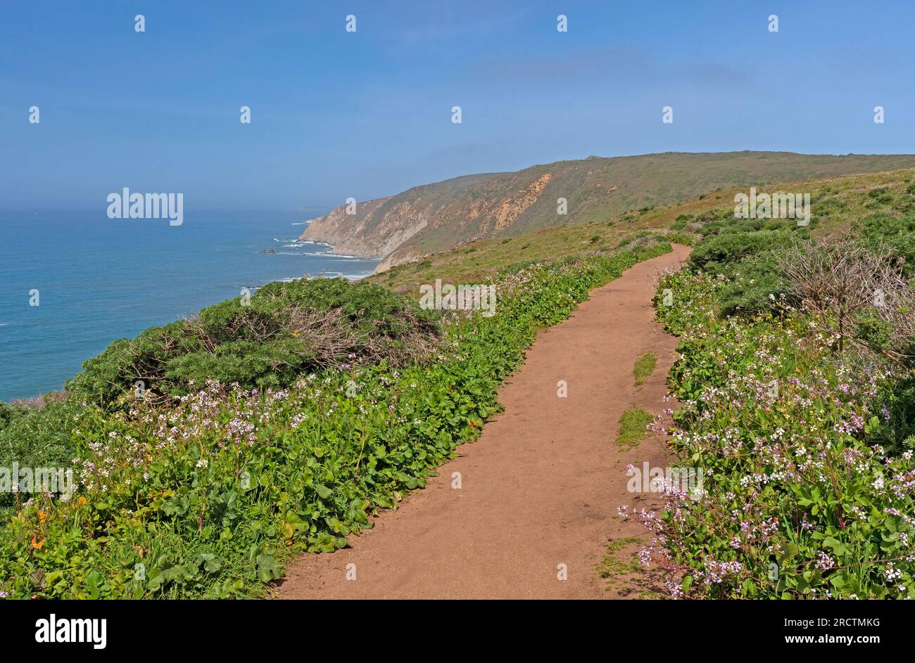 Coastal Trail Amongst the Spring Flowers in Point Reyes National Park ...