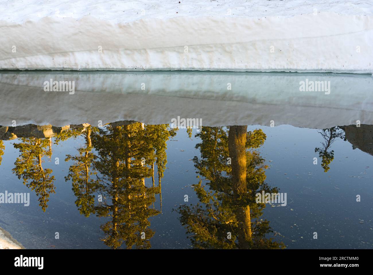 Snow and pine trees reflections in Lake Aloha Stock Photo - Alamy