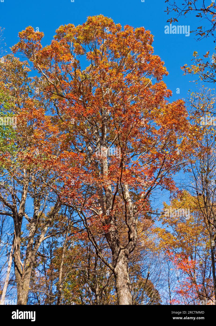 Oak Tree Erupting in Fall Colors in Shenandoah National Park in ...