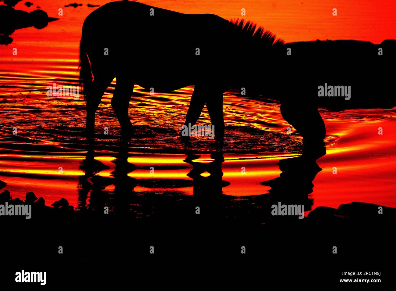 Zebra at sunset, Moringa waterhole, Halali Resort, Etosha National Park ...
