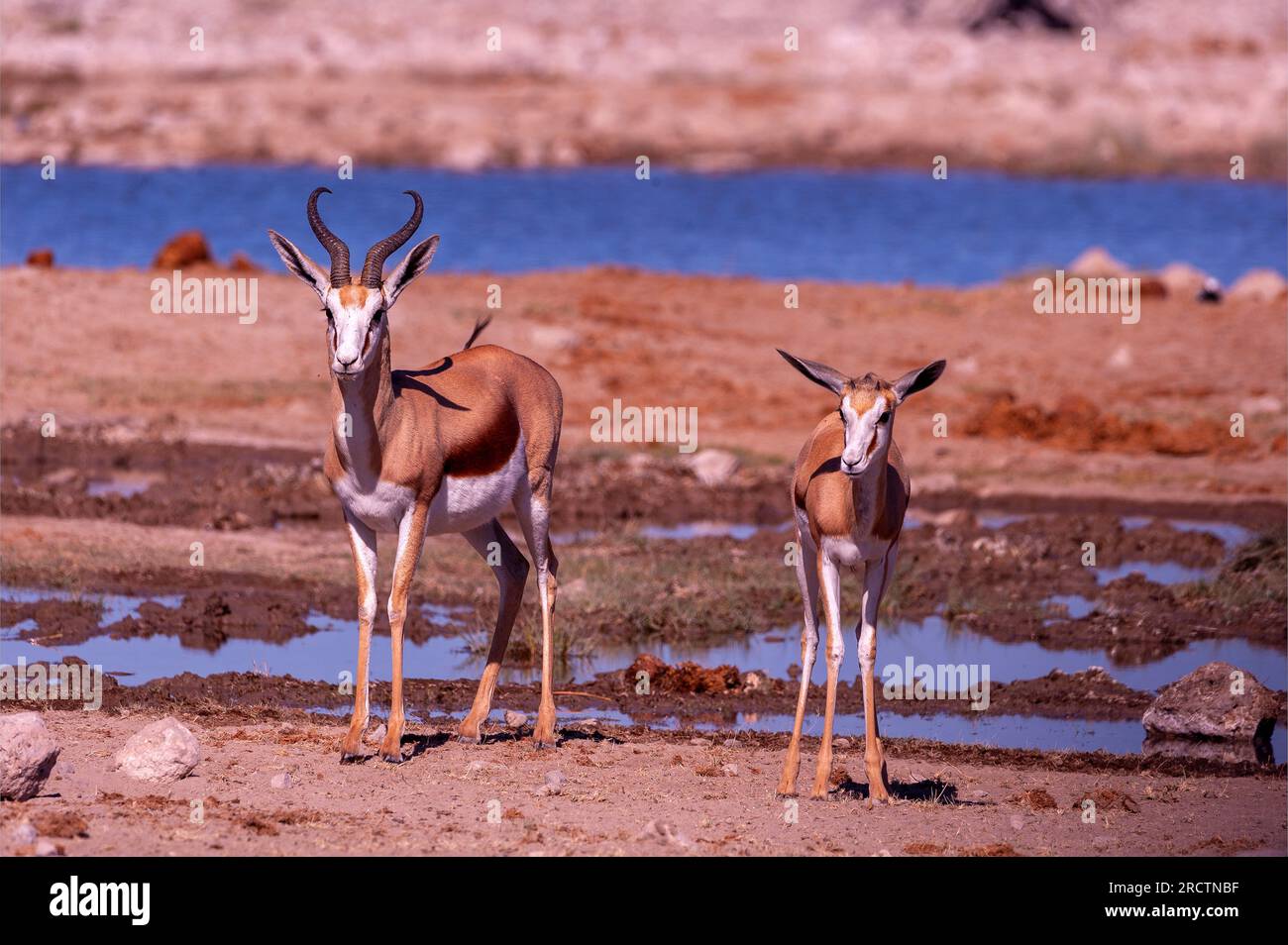 Springboks at Goas waterhole, Etosha National Park, Namibia Stock Photo ...