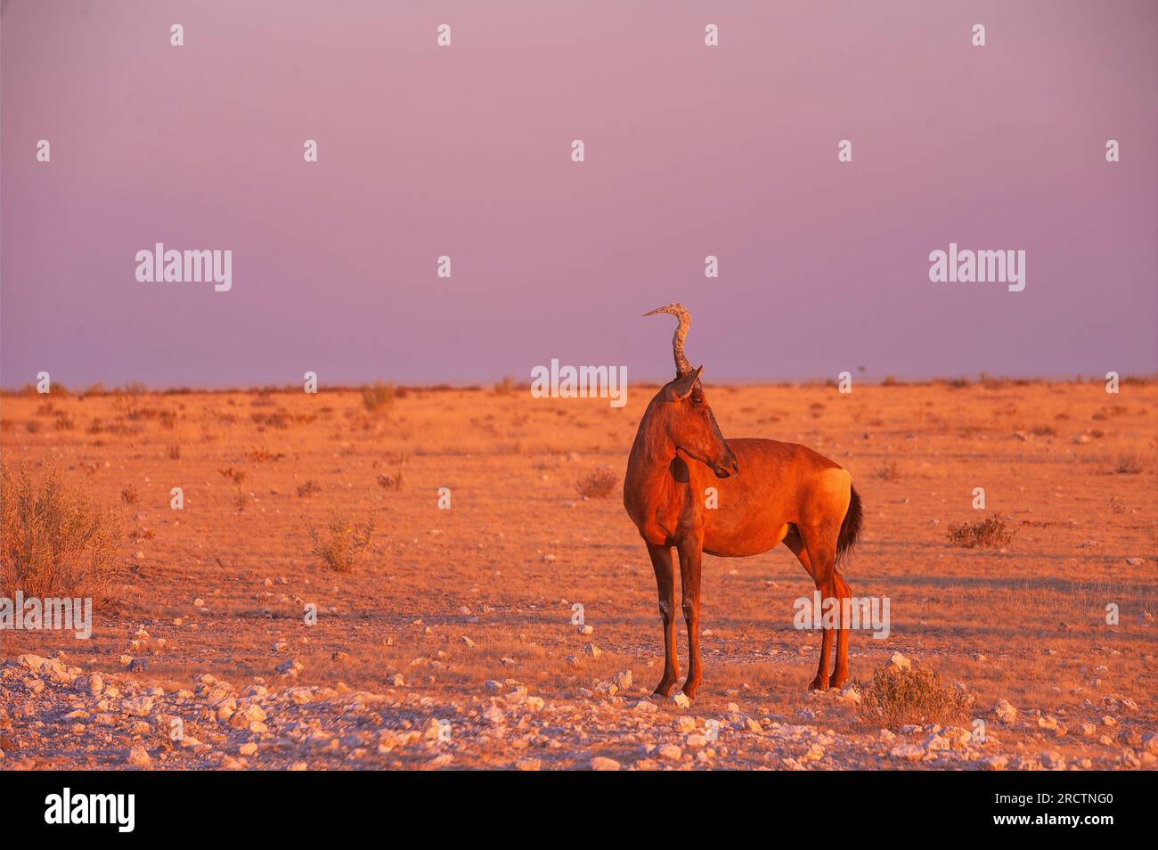 Red hartbeest hi-res stock photography and images - Alamy