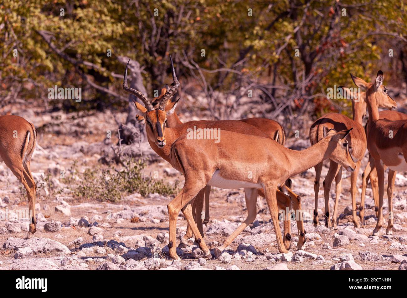 Impalas at Goas waterhole, Etosha National Park, Namibia Stock Photo ...