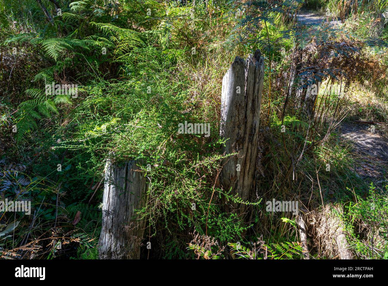 Historic World War II Tank Traps in Thunderbolt's Gully, Tenterfield ...
